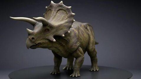 A realistic triceratops rotating 360 degrees