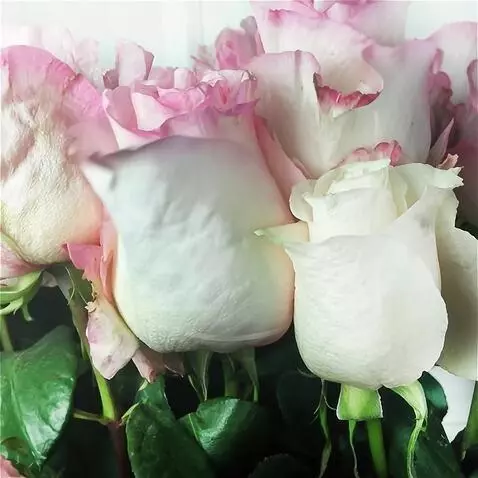 the wind blows on the roses