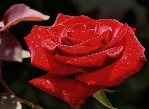 the wind blows on the roses