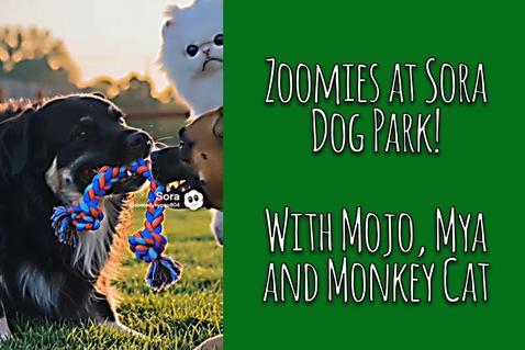 Sora AI Video - Sora Dog Park with Sora 2 Char.. - HUGE