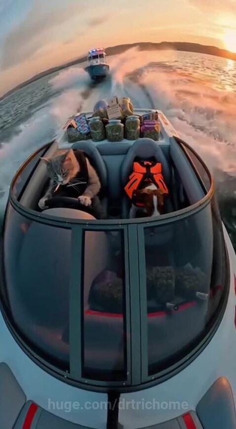 Sora AI Video - Cat Captain Leads Dog on Speedboat Chase - HUGE
